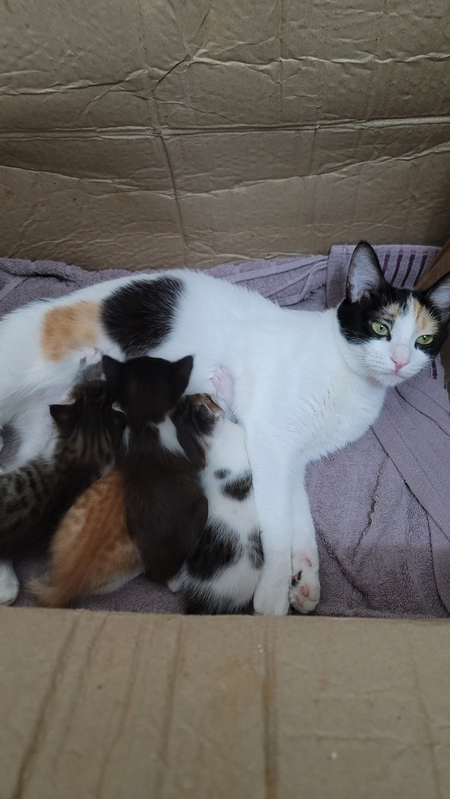 Отдам котята срочно