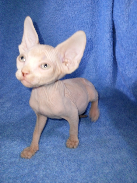Котик ищет себе дом.