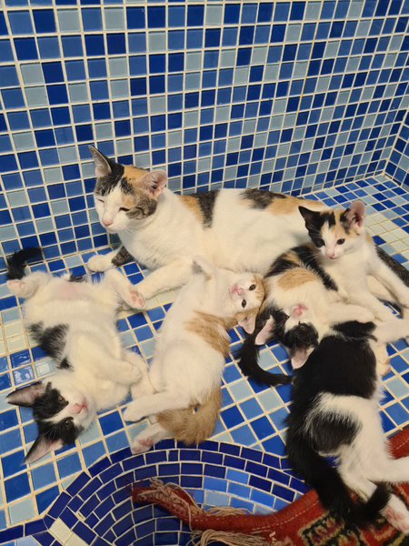 Котята в добрые руки БЕСПЛАТНО
