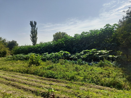 Pavloniya daraxti sotiladi
