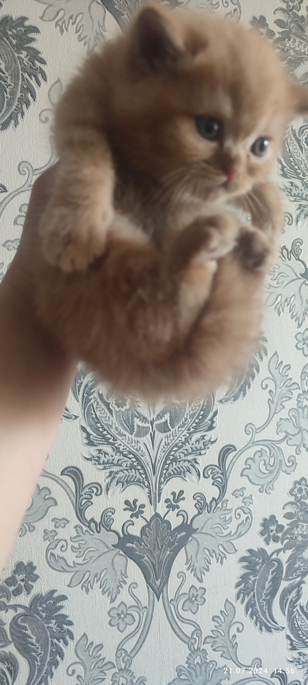 Продаются котята