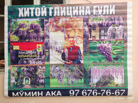 Glitsina guli optom