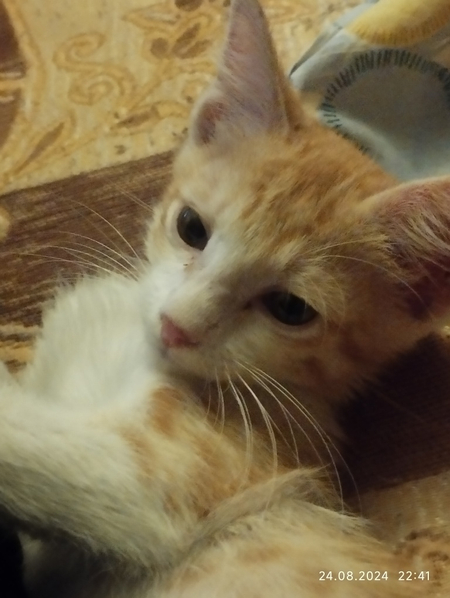 Симпатичный, рыжинький котенок.