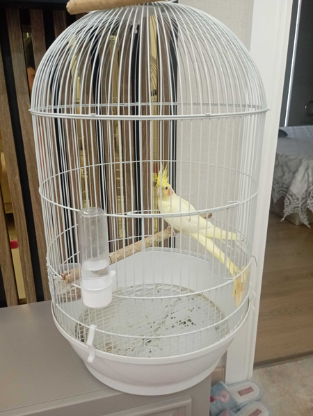 Продам Корелла попугай