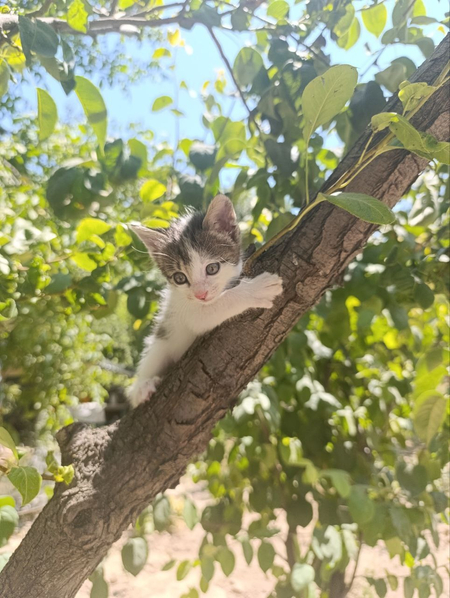 Отдаются котята в хорошие руки