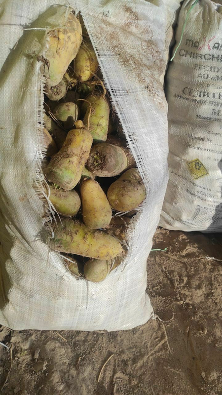 Sabzi yem uchun qopi 25000