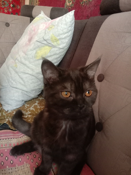 Котик, скоттиш страйт, ищет новый дом. Недорого