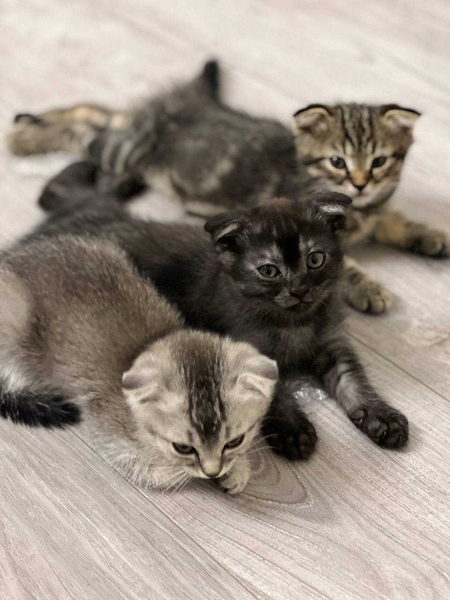 Вислоухие котята 2 мальчика