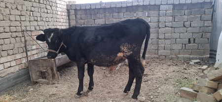 Buqa boqma sotiladi
