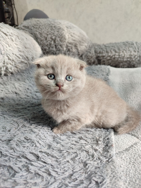 Продается котенок скотиш фолд
