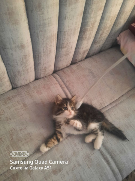 Сибирская кошка