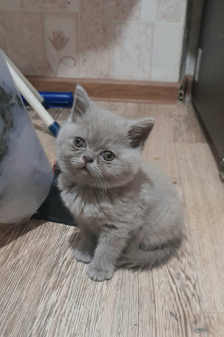 Скоттиш страйт девочка