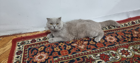 Продаётся пародистий кот