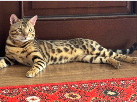 Кот бенгал