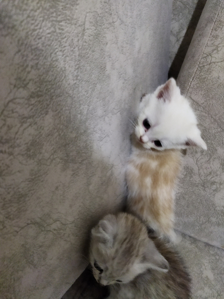 Продаются котята скоттиш страйт