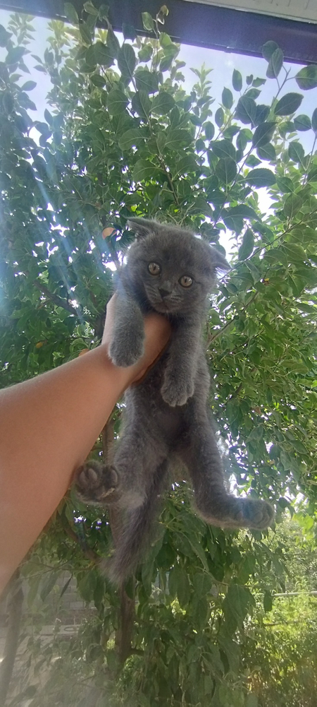 Кошки чиста кровные Scottish fold и stray
