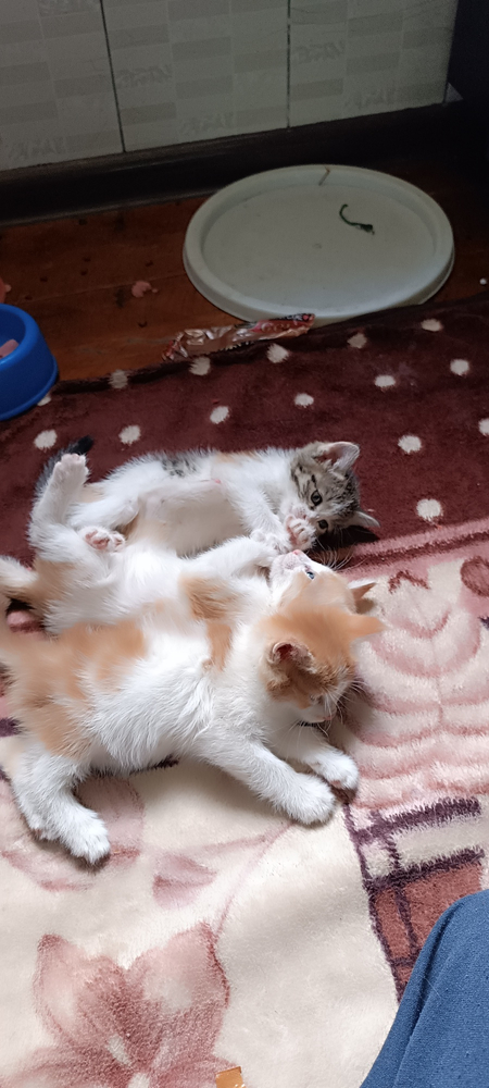 Отдам в хорошие руки котят