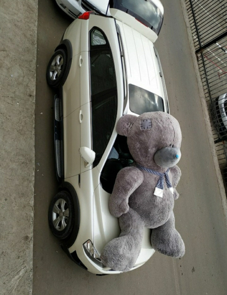 Teddy Teddi xitoy orginallari 100%