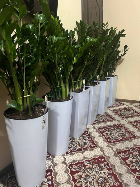 Замиокулькас в двойном пластикоаом квадратном горшке