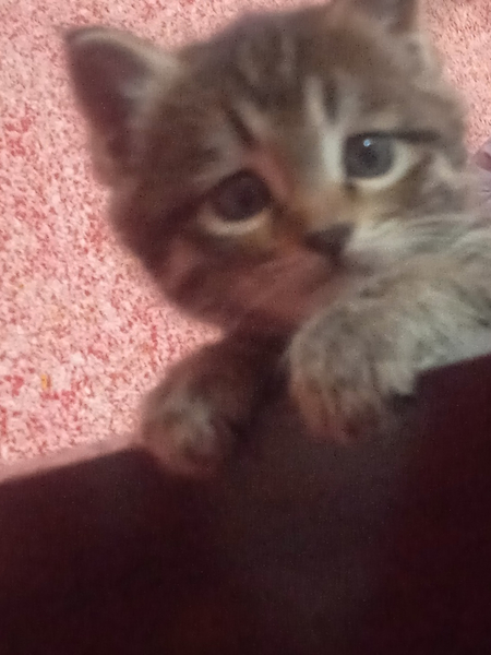 Mushukcha.  Bir yarim oylik  gipart  simon