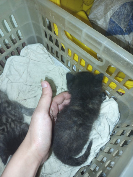 Продам котят  с бронью
