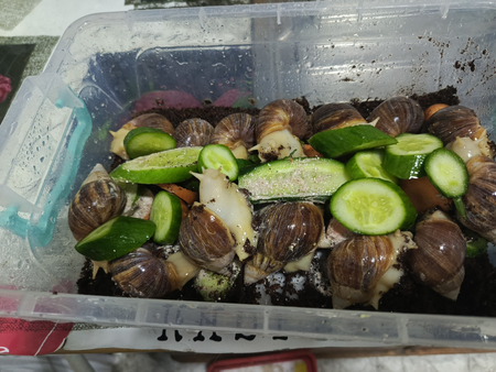 Donasi  10000 dan ulitka ichida tug\\\'adiganlari ham bor