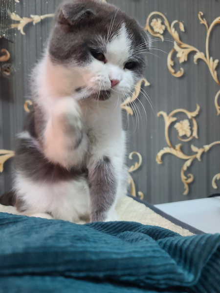 Вяска. Скотиш фолд. (Сотилмийди )