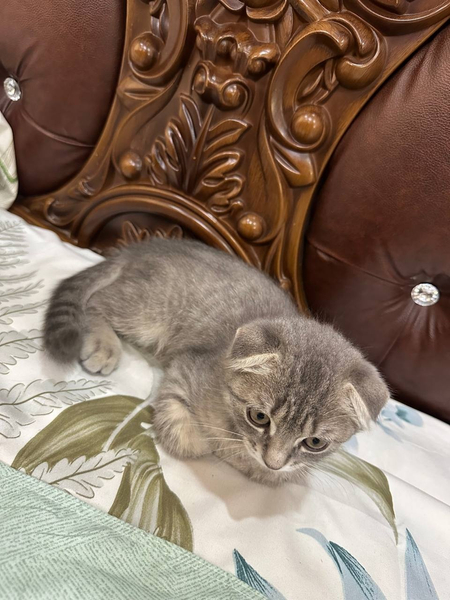 Scottish fold sotiladi
