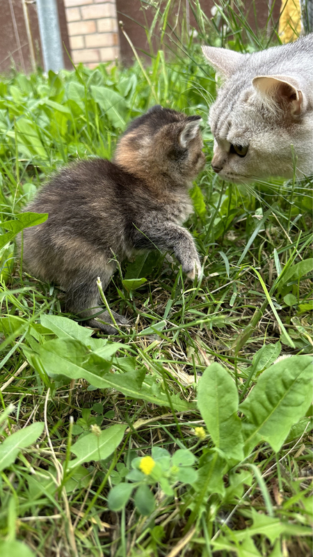 Котенок девочка