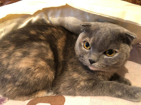 Кошка породы skottish fold
