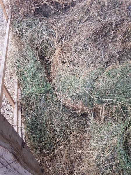 Beda boglarini sotamiz