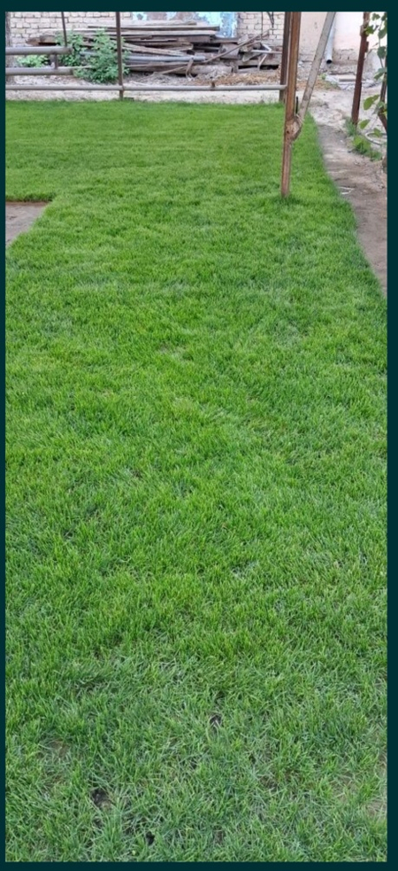 Sifatli gazonlar bor