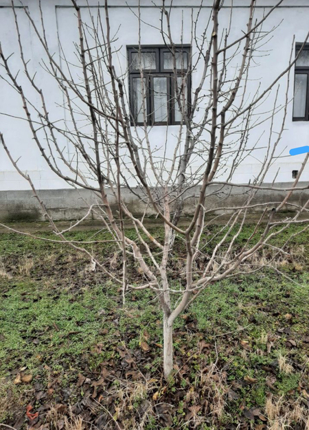 Садовник виноградар Богбон