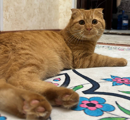 Продаются котята