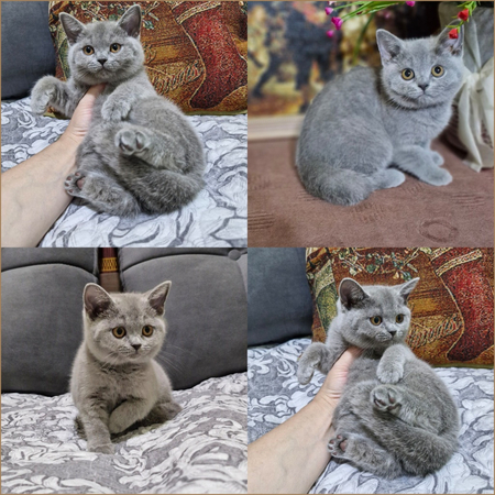 Продается чистокровная Британка