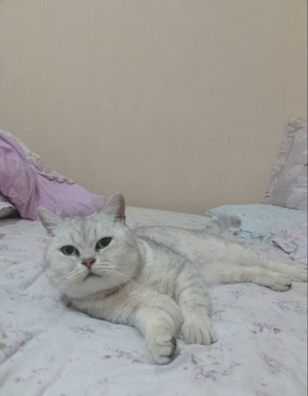Продаются котята  скотишфолд и страйт
