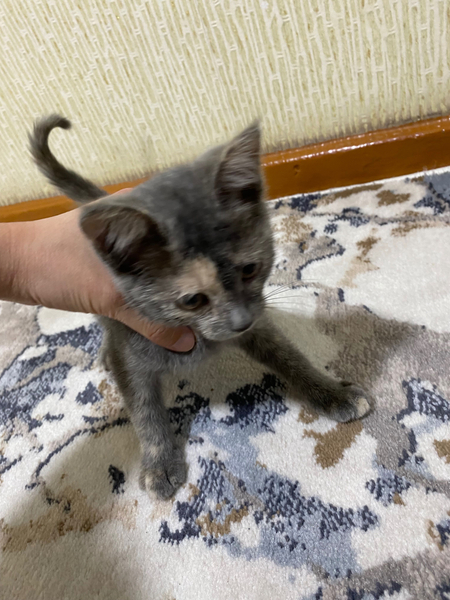 Отдам котят в хорошие руки.