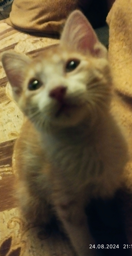 Хорошенький, рыжий котенок