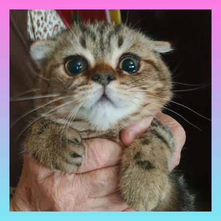 Продается котёнок скоттиш фолд девочка