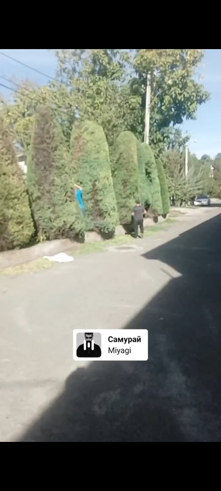 Archa kesamiz arzon narhlarda