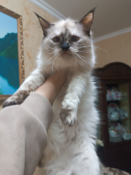 Балинизийкий котёнок!
