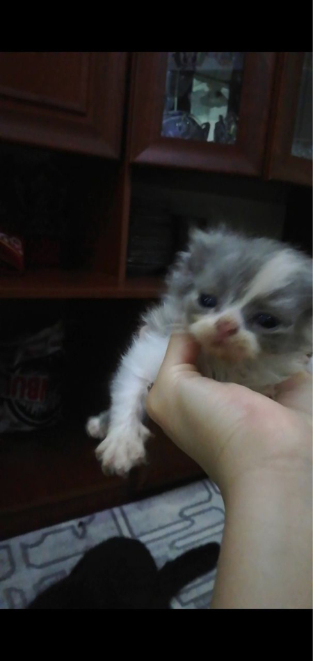 Шотландские Вислоухие Котята