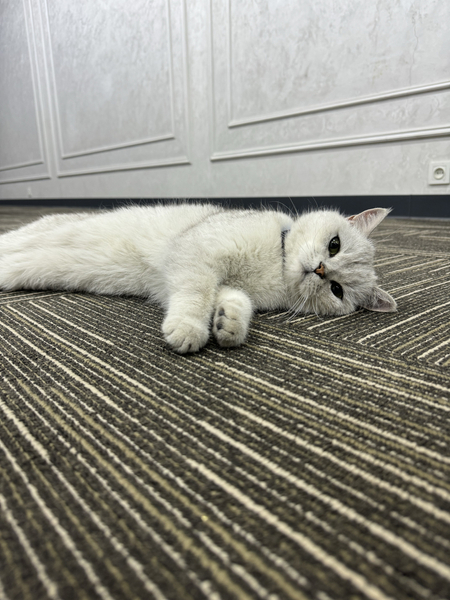 Кот мушук страйт