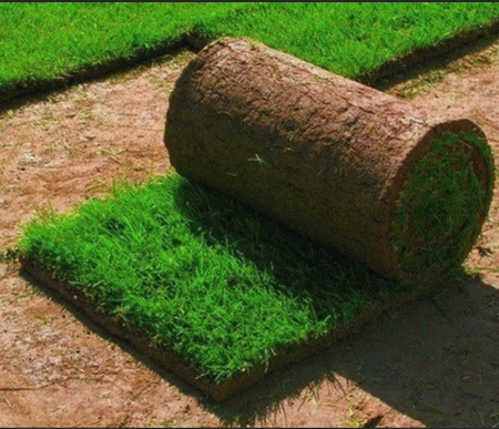Полиф, Газон, дарахтлар ва гуллар