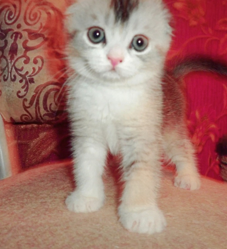 Шладкий котёнок Skottish Fold silver with gold
