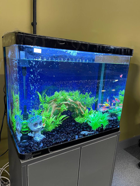 Akvarium tozalash va Oʻrnatish xizmati