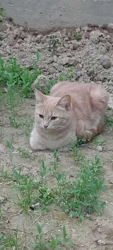 Отдадим домашнию кошку в хорошие руки