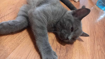 Котята .Скоттиш страйт и скоттиш фолд.