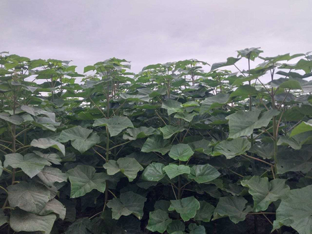 Pavloniya (ko\\\'chat, ko\\\'chatlar, кўчат, кўчатлари, кочат) (Optom)
