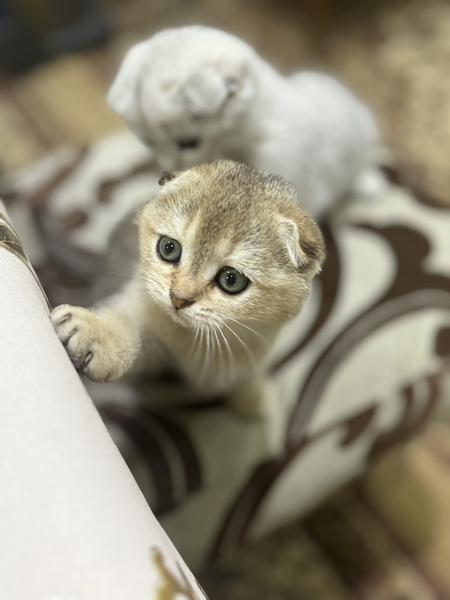 Шиншила кошка